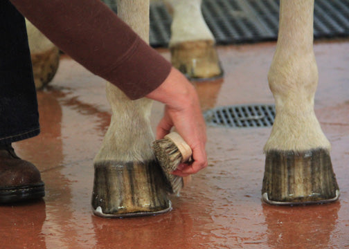 Hoof Brush | Heavy Duty XL – HorseHaus - Fine Equestrian Supplies